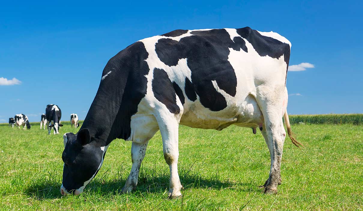 Desvelan El Posible Origen De La Enfermedad De Las “vacas Locas” – Tecoali